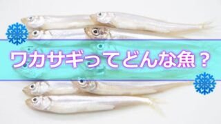 ワカサギの生態を知っておこう！なにを食べてるの？大きさは？
